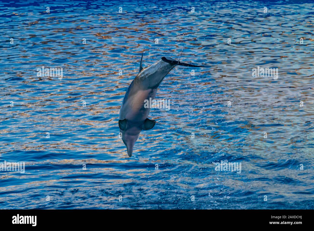 Einzelne Unterwasser Wilde Wild Lebende Tiere Stockfotos und -bilder ...