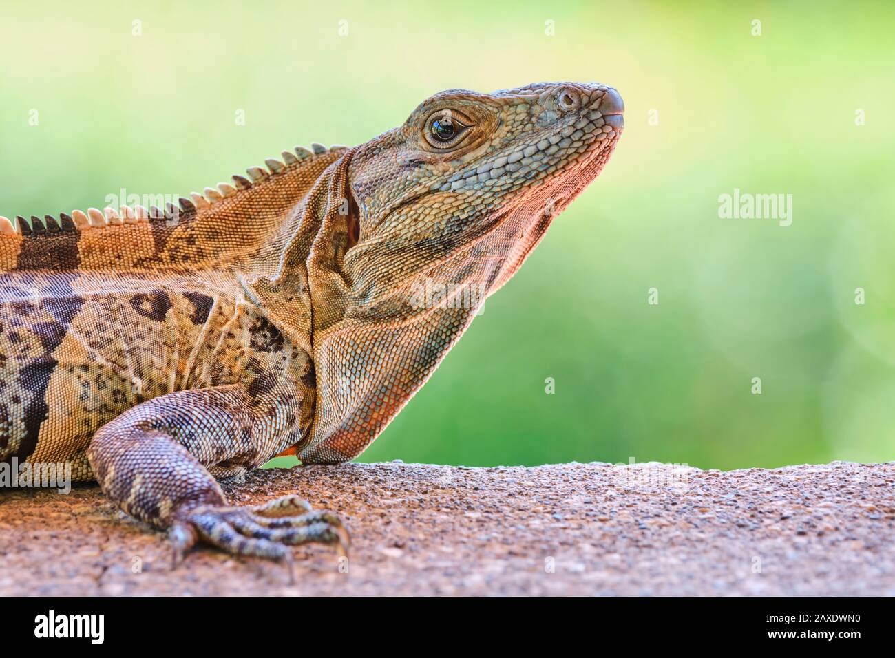 Costaricanischer schwarzer leguan -Fotos und -Bildmaterial in hoher ...