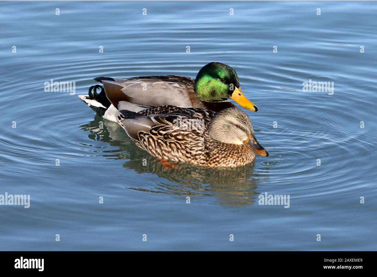 Henne mallard profil anzeigen -Fotos und -Bildmaterial in hoher ...