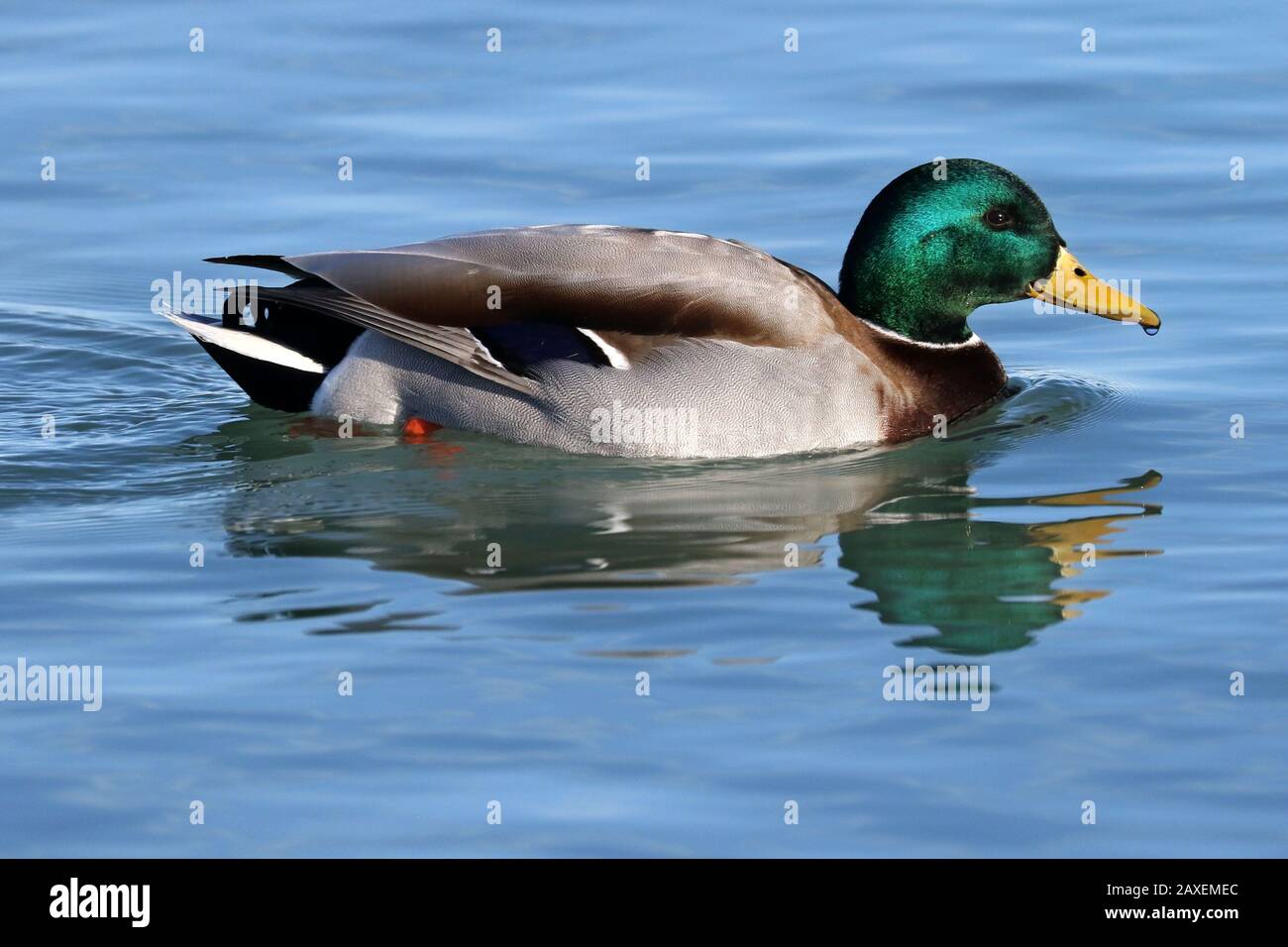 Seitenansicht der stockentenhenne im wasserschwimmen -Fotos und ...