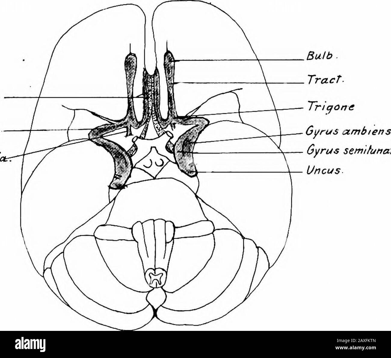 Formatio reticularis -Fotos und -Bildmaterial in hoher Auflösung – Alamy