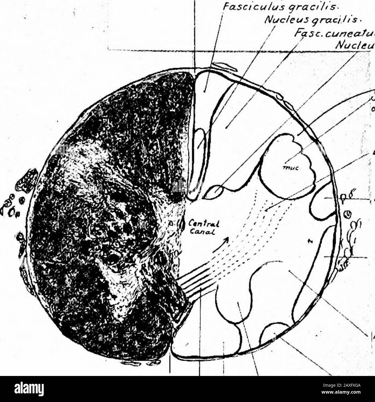 Fasciculus gracilis -Fotos und -Bildmaterial in hoher Auflösung – Alamy