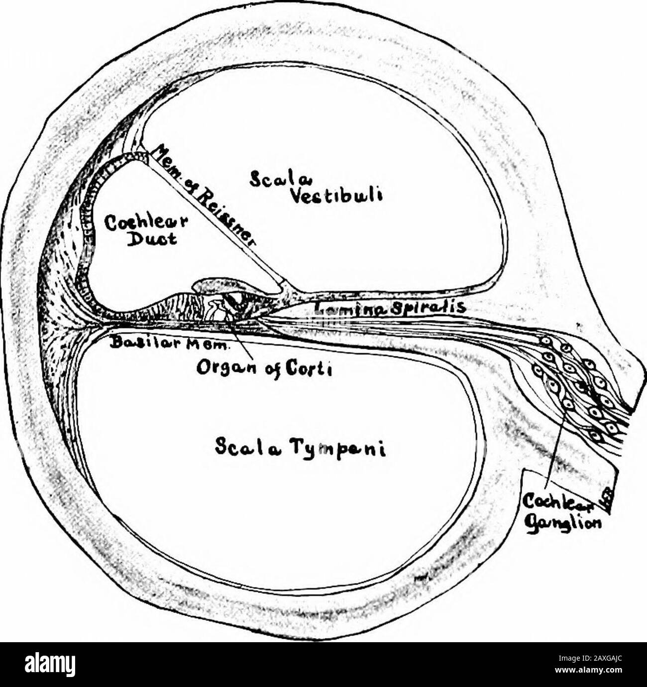 Membranöses labyrinth -Fotos und -Bildmaterial in hoher Auflösung – Alamy