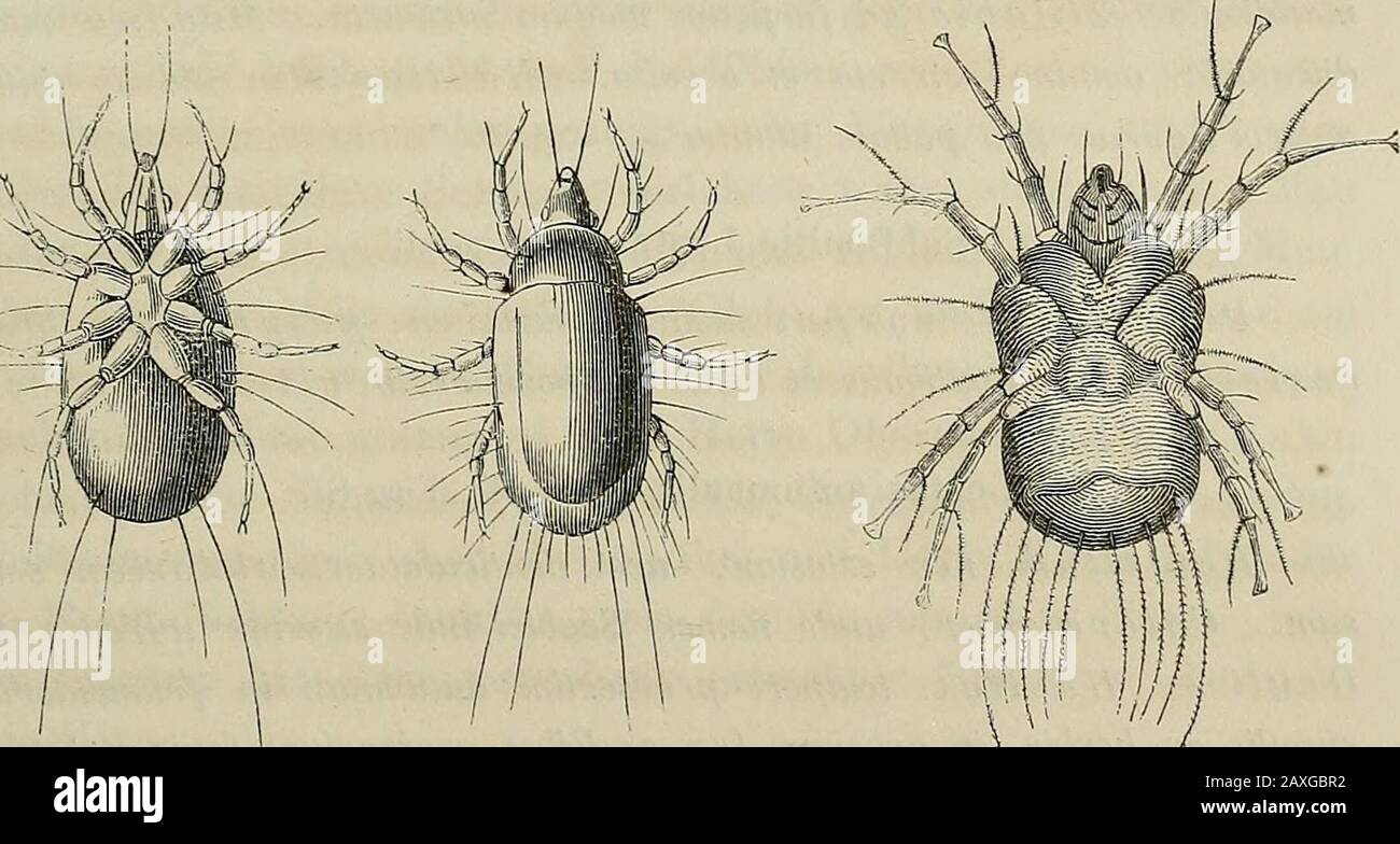 Krätze milbe -Fotos und -Bildmaterial in hoher Auflösung – Alamy