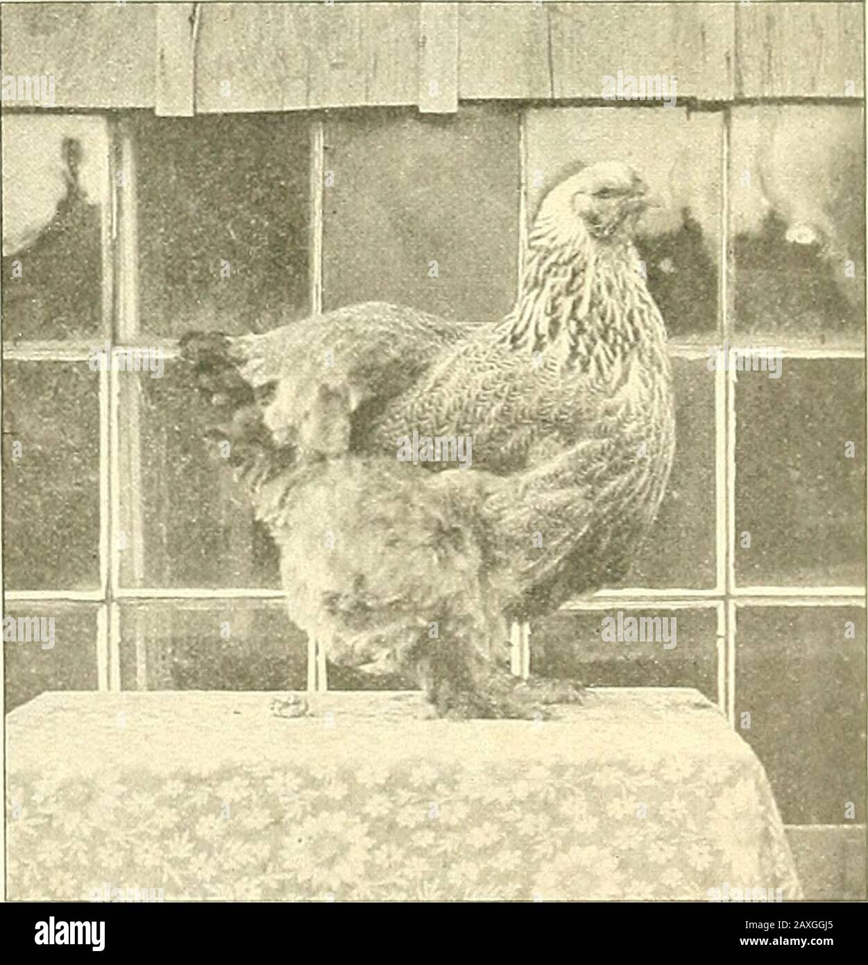 Die Asiatiken; Brahmas, Cochins und Langshans, alle Sorten, ihre ...