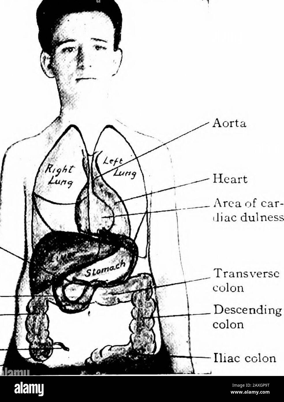 Ein Handbuch der Anatomie. Rechte und linke inguinale Bereiche; D ...