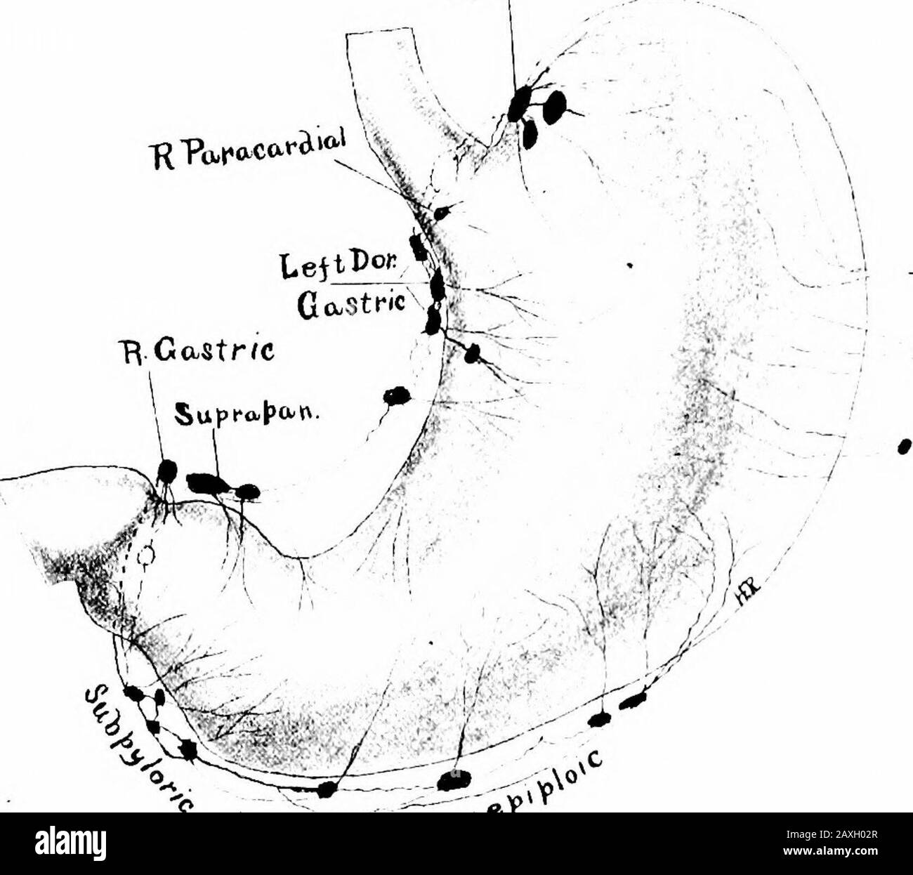 Truncus Coeliacus Stockfotos & Truncus Coeliacus Bilder - Alamy