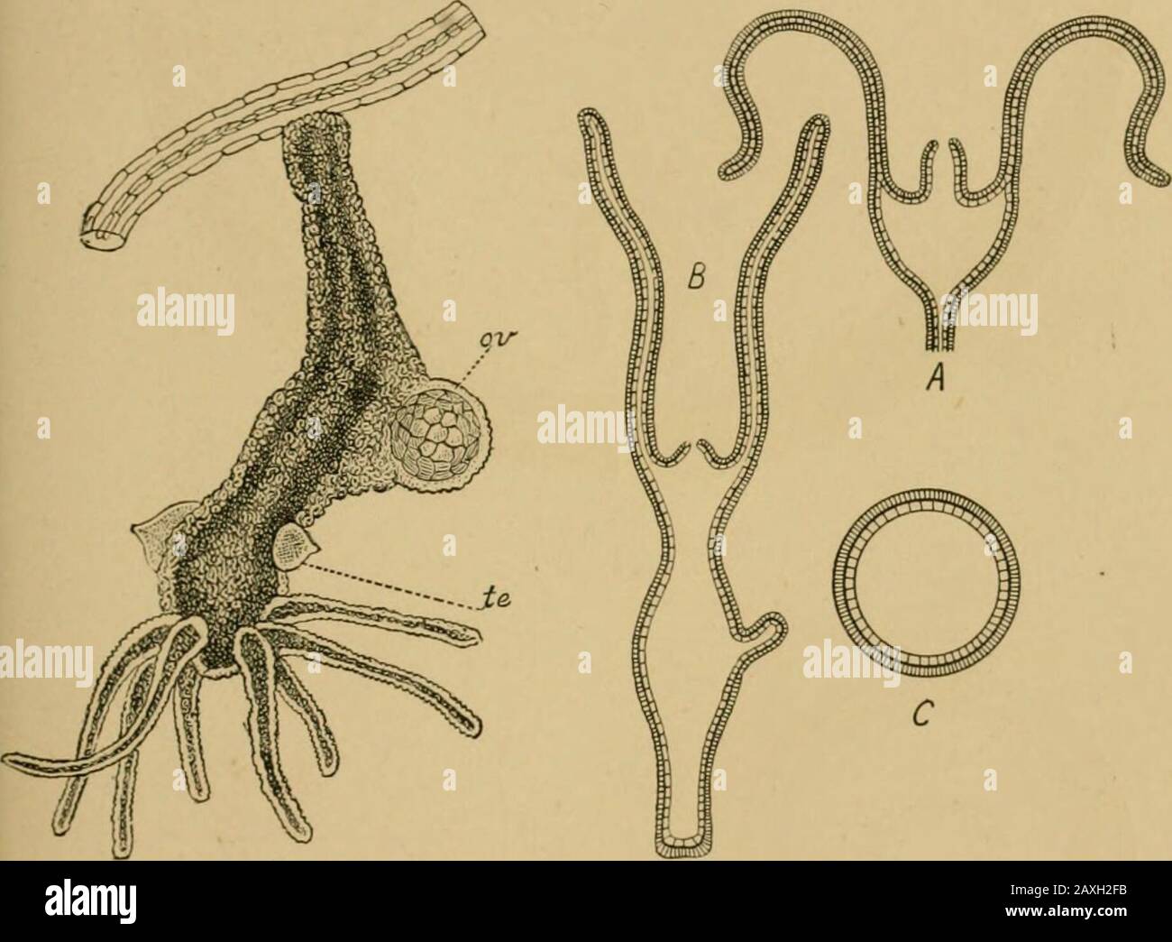 Hydroid arten -Fotos und -Bildmaterial in hoher Auflösung – Alamy