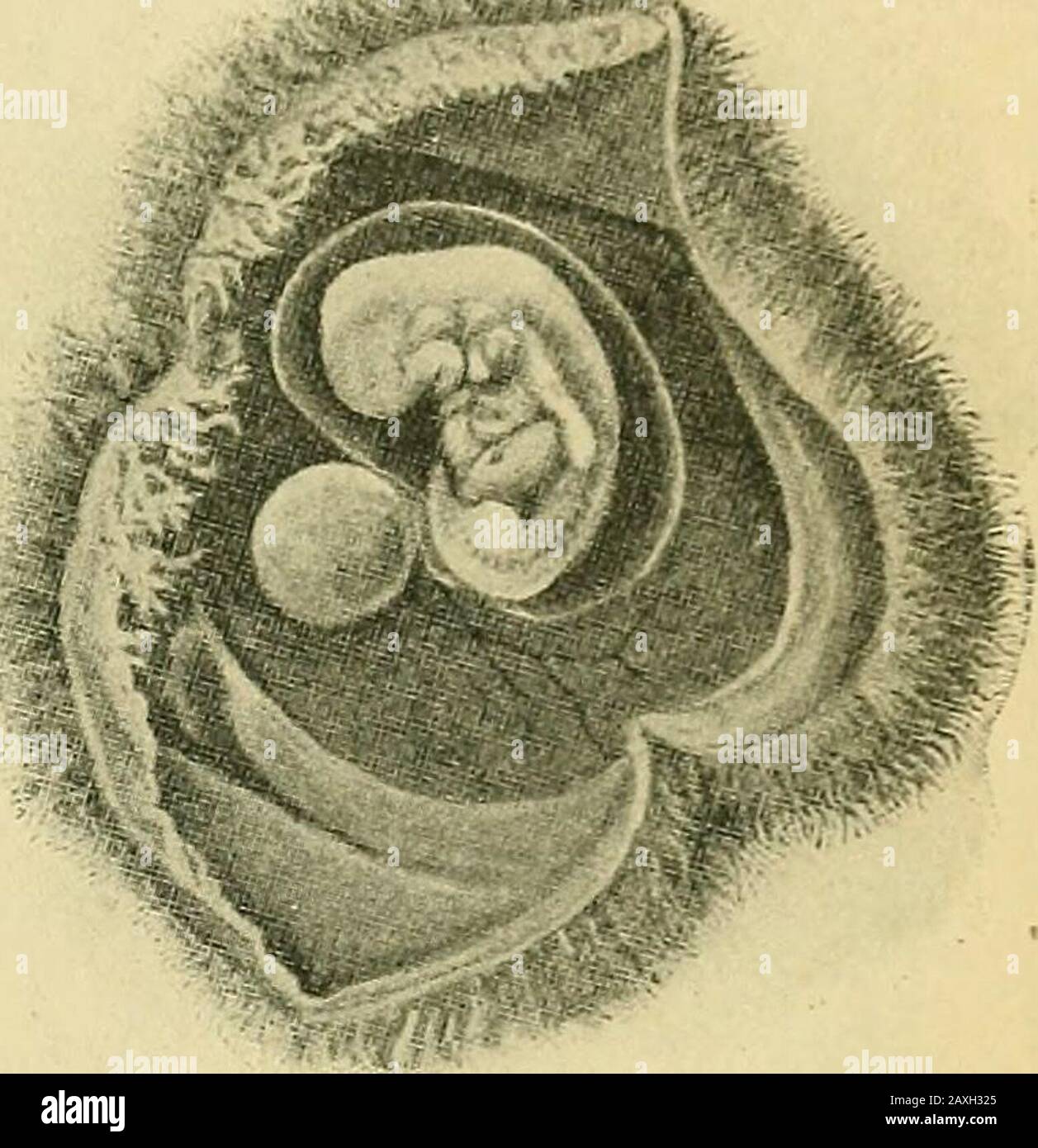 Eine menschliche amnion -Fotos und -Bildmaterial in hoher Auflösung – Alamy