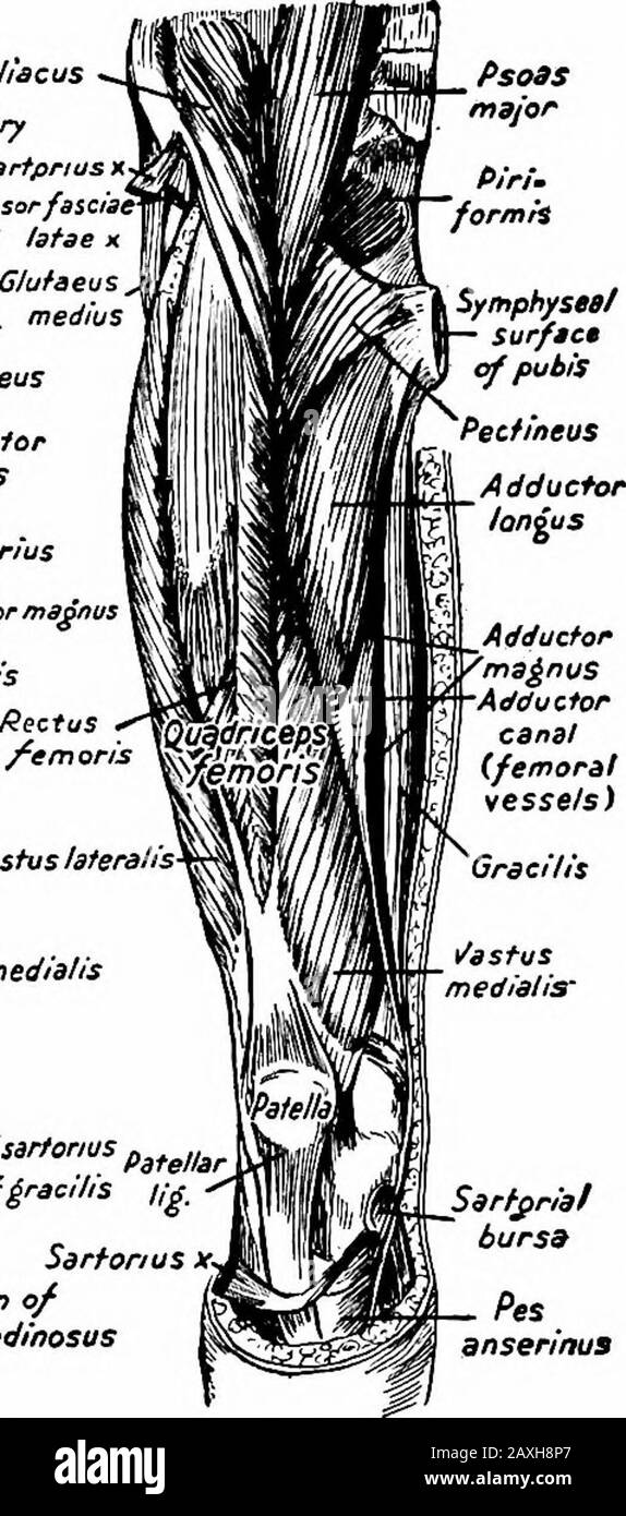 Vastus lateralis -Fotos und -Bildmaterial in hoher Auflösung – Alamy