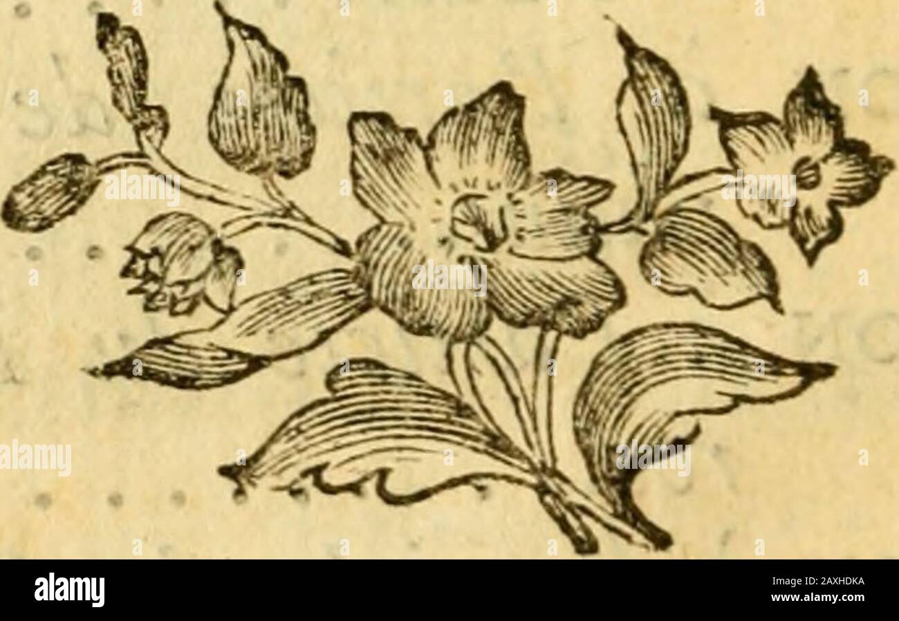 Sarigue crabier -Fotos und -Bildmaterial in hoher Auflösung – Alamy