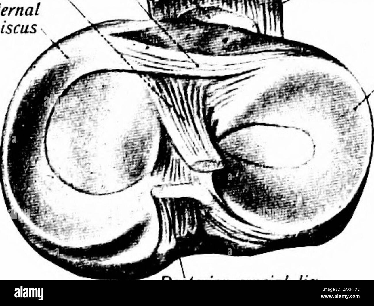 Lateraler kondylus -Fotos und -Bildmaterial in hoher Auflösung – Alamy