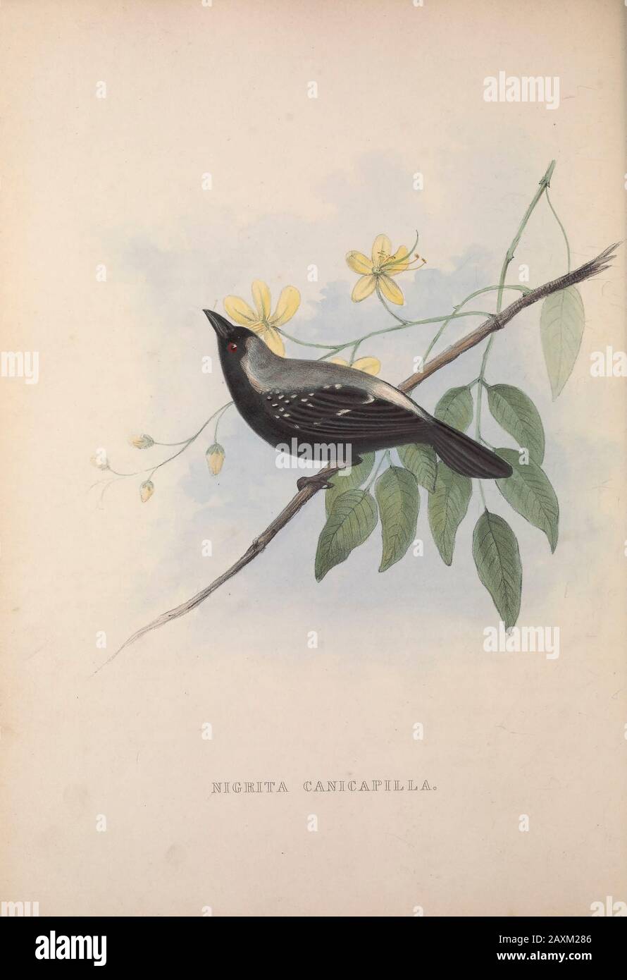 Grauköpfige Nigrita (Nigrita Canicapillus) aus Zoologia typica oder ...