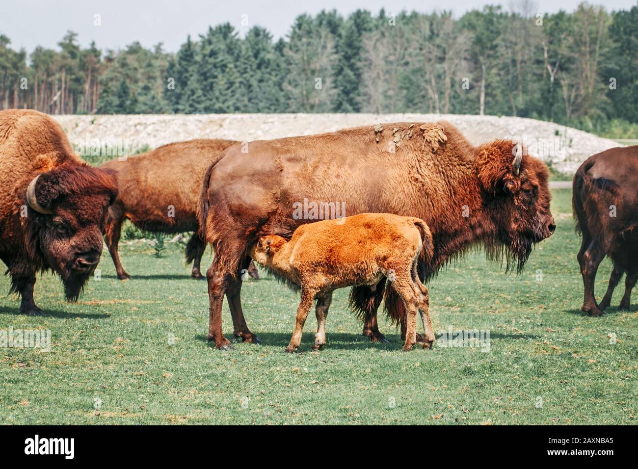 Weiblicher Bison Stockfotos und -bilder Kaufen - Alamy