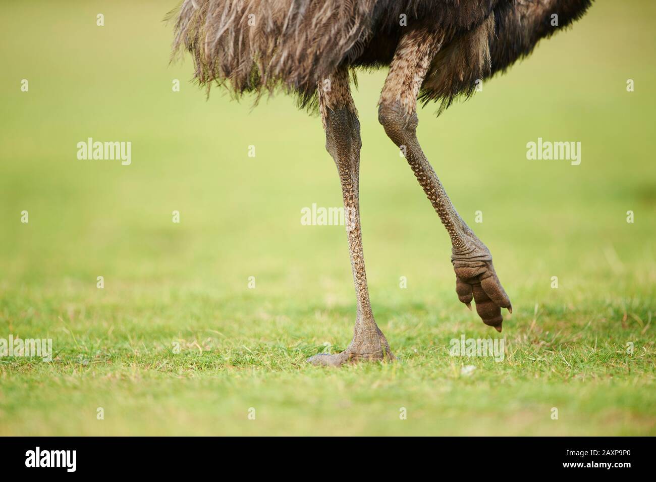 Emu feet -Fotos und -Bildmaterial in hoher Auflösung – Alamy