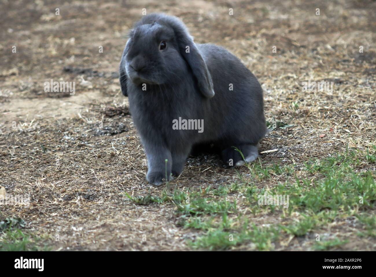 Mini Lop Stockfotos und -bilder Kaufen - Alamy