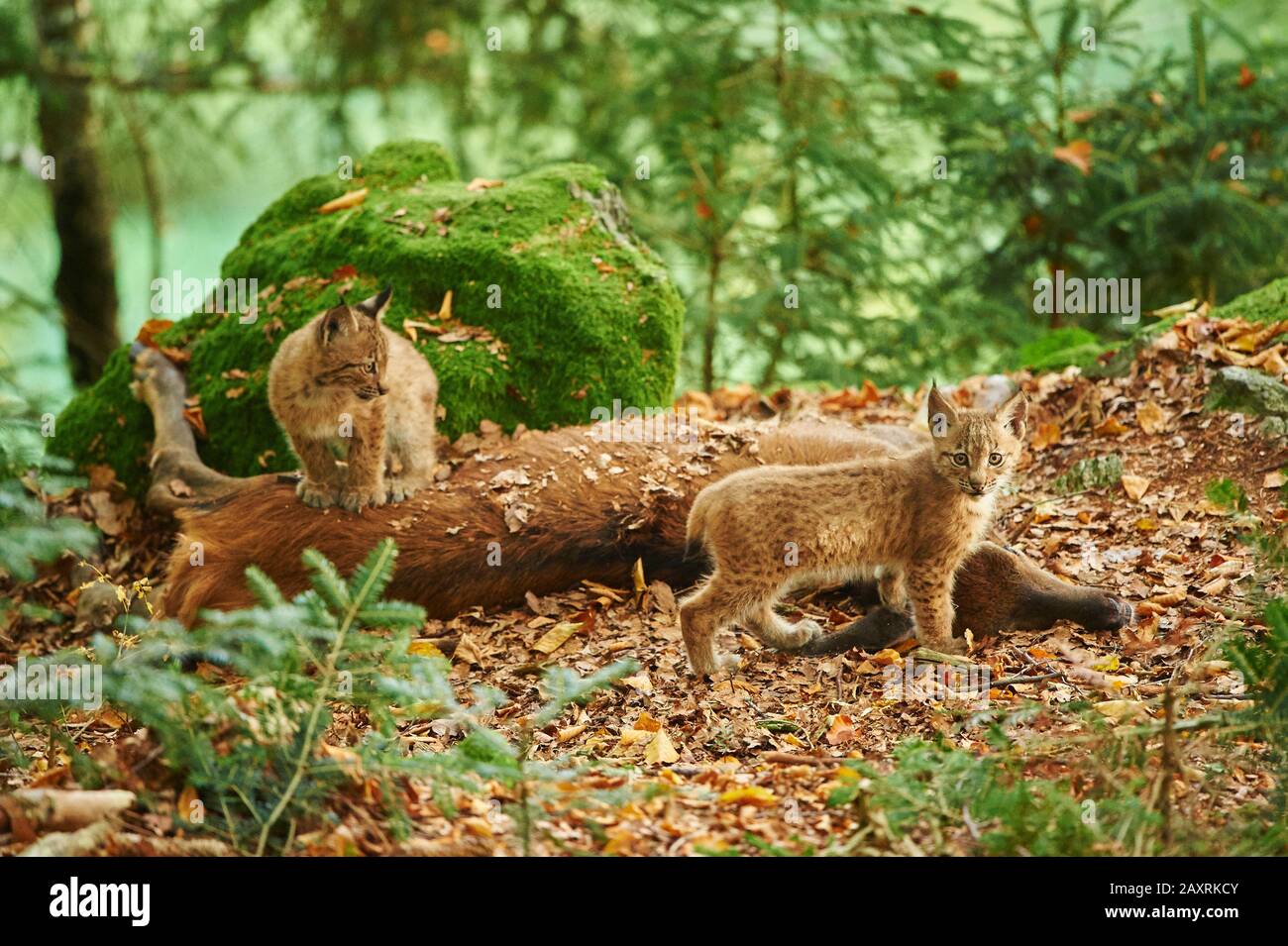 Eurasischer Luchs, Lynx Luchs, Jungtier, Beute, Hirschkalb, Bayerischer ...