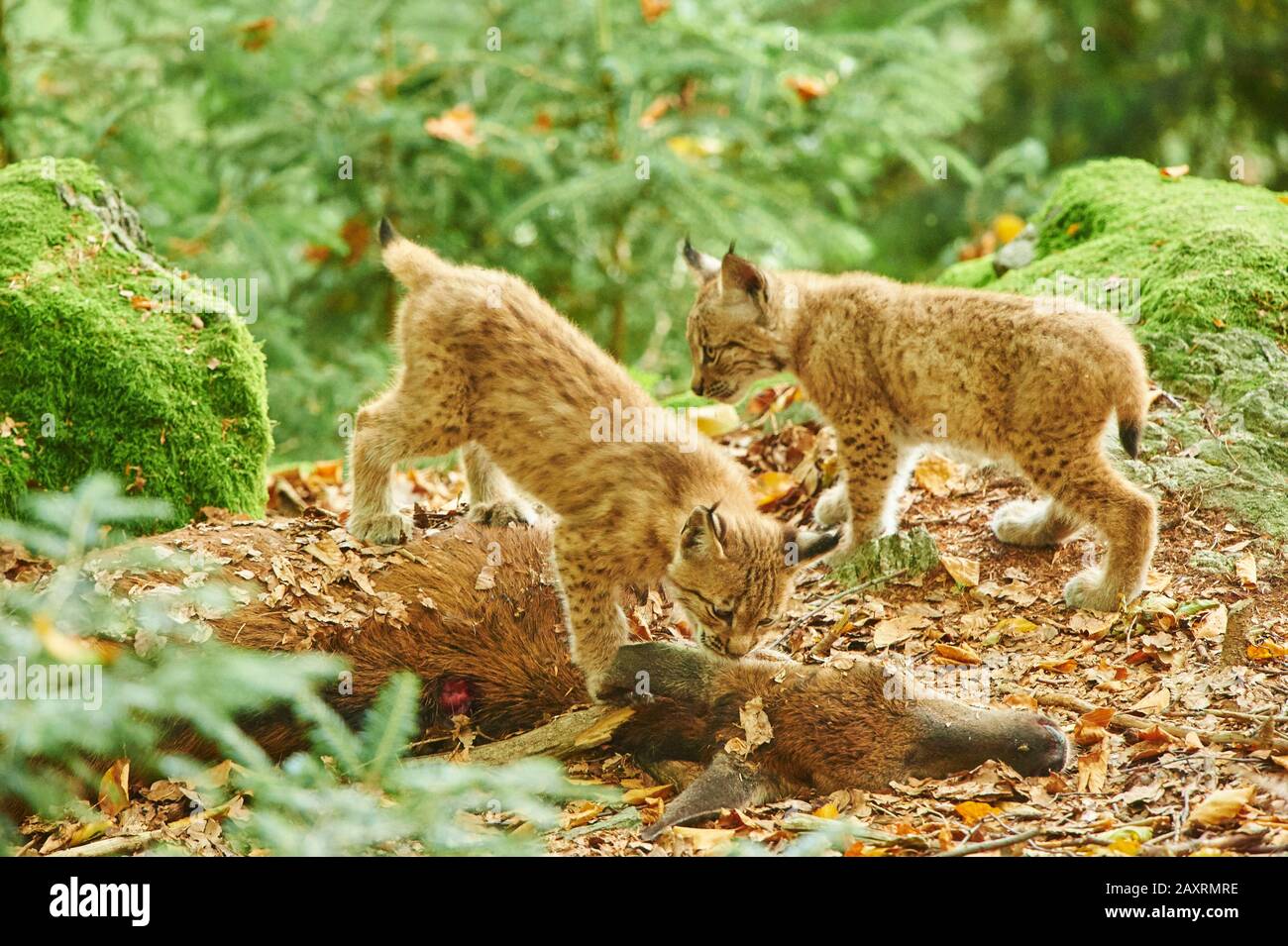 Eurasischer Luchs, Lynx Luchs, Jungtier, Beute, Hirschkalb, Bayerischer ...
