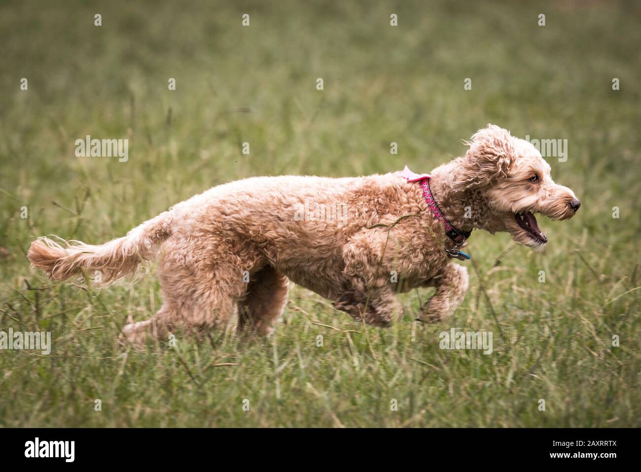 Pudel mischling -Fotos und -Bildmaterial in hoher Auflösung – Alamy