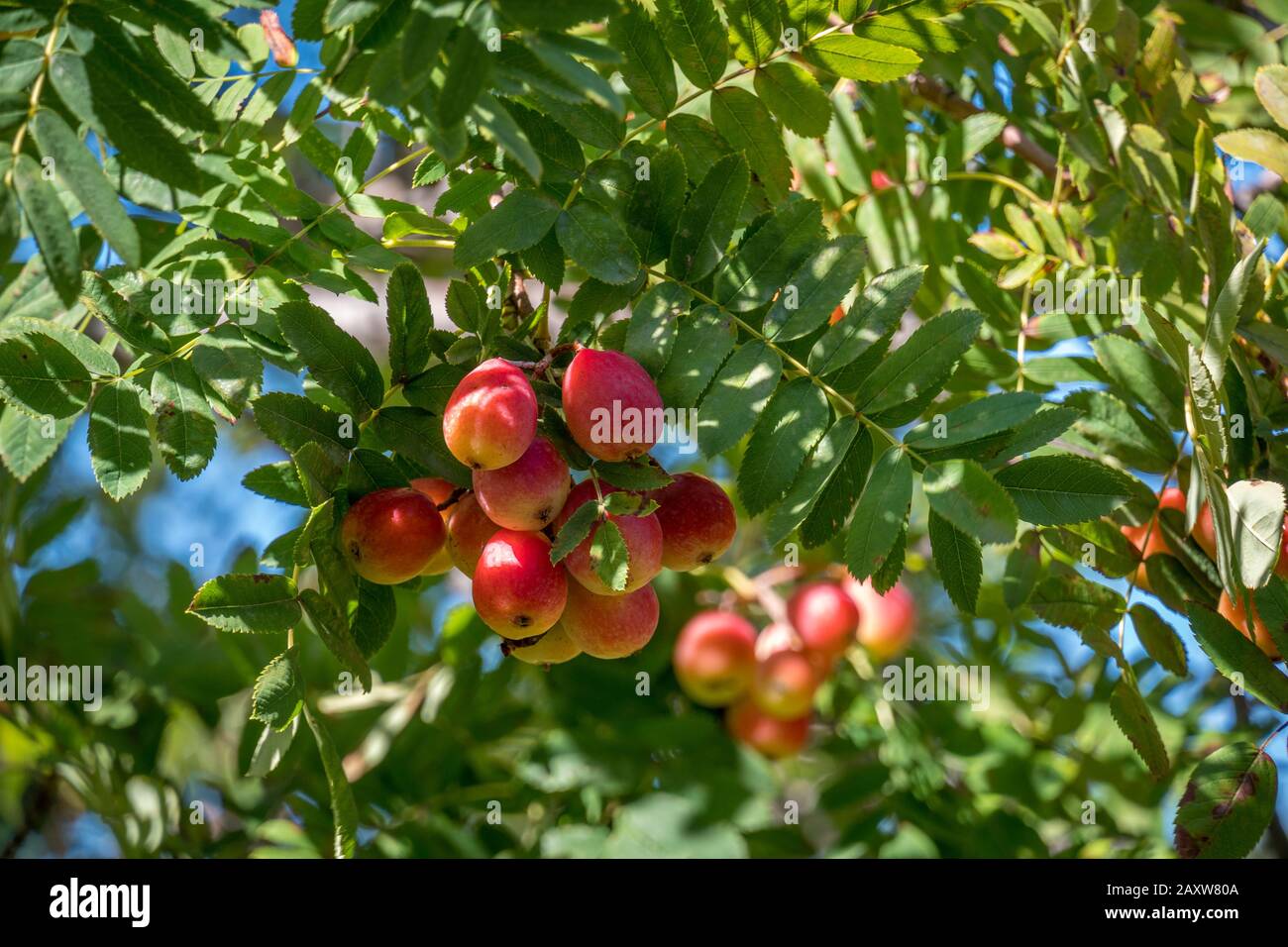 Wilde mirabelle -Fotos und -Bildmaterial in hoher Auflösung – Alamy