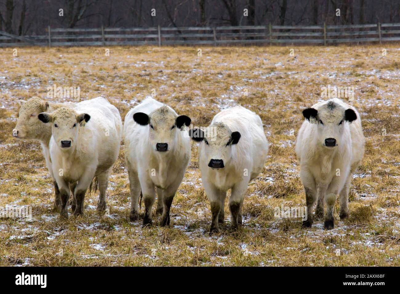 Weißes vieh -Fotos und -Bildmaterial in hoher Auflösung – Alamy