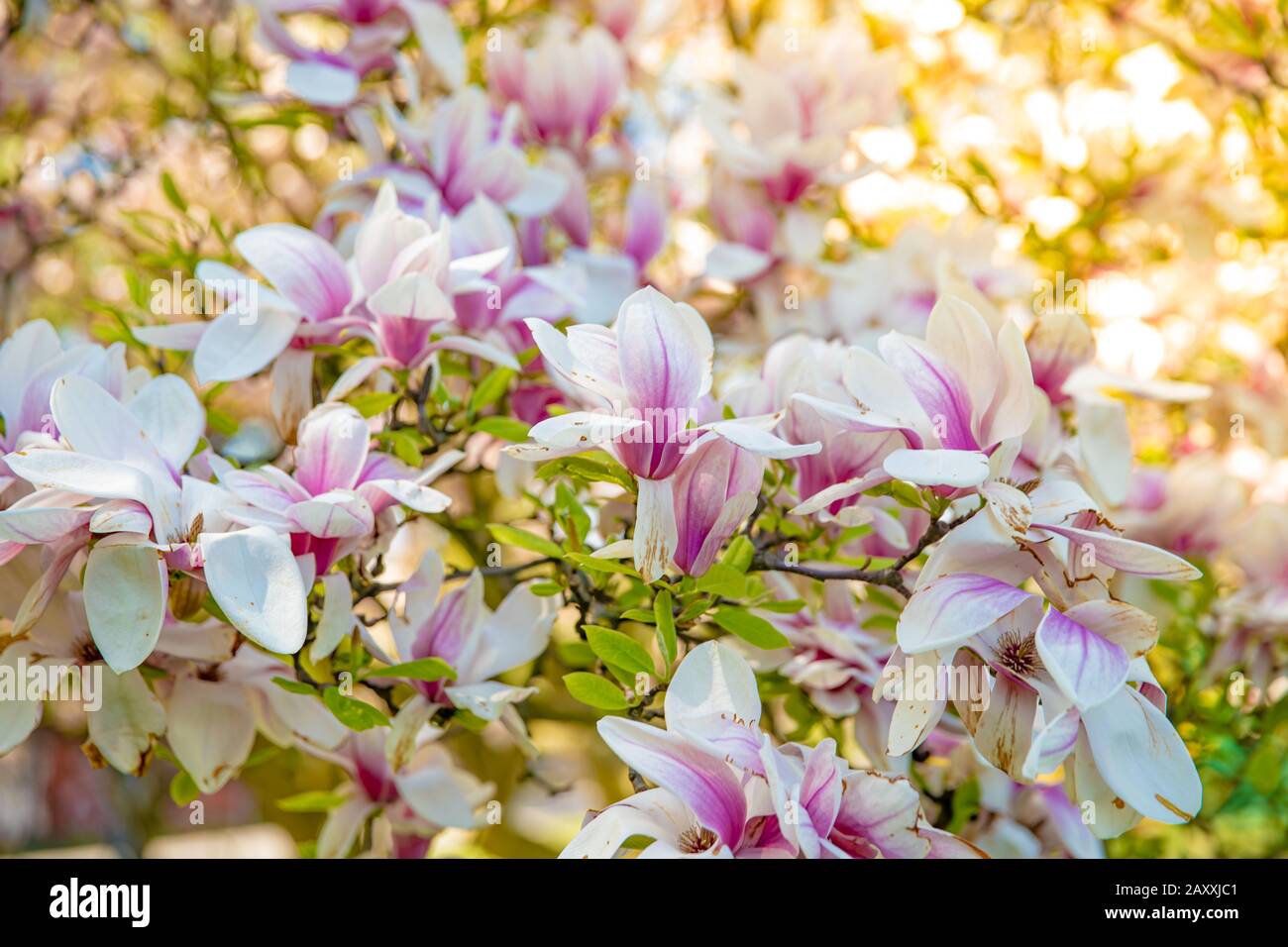 Blühender magnolienbaum, Nahaufnahmen an bunten Blumen Stockfotografie ...