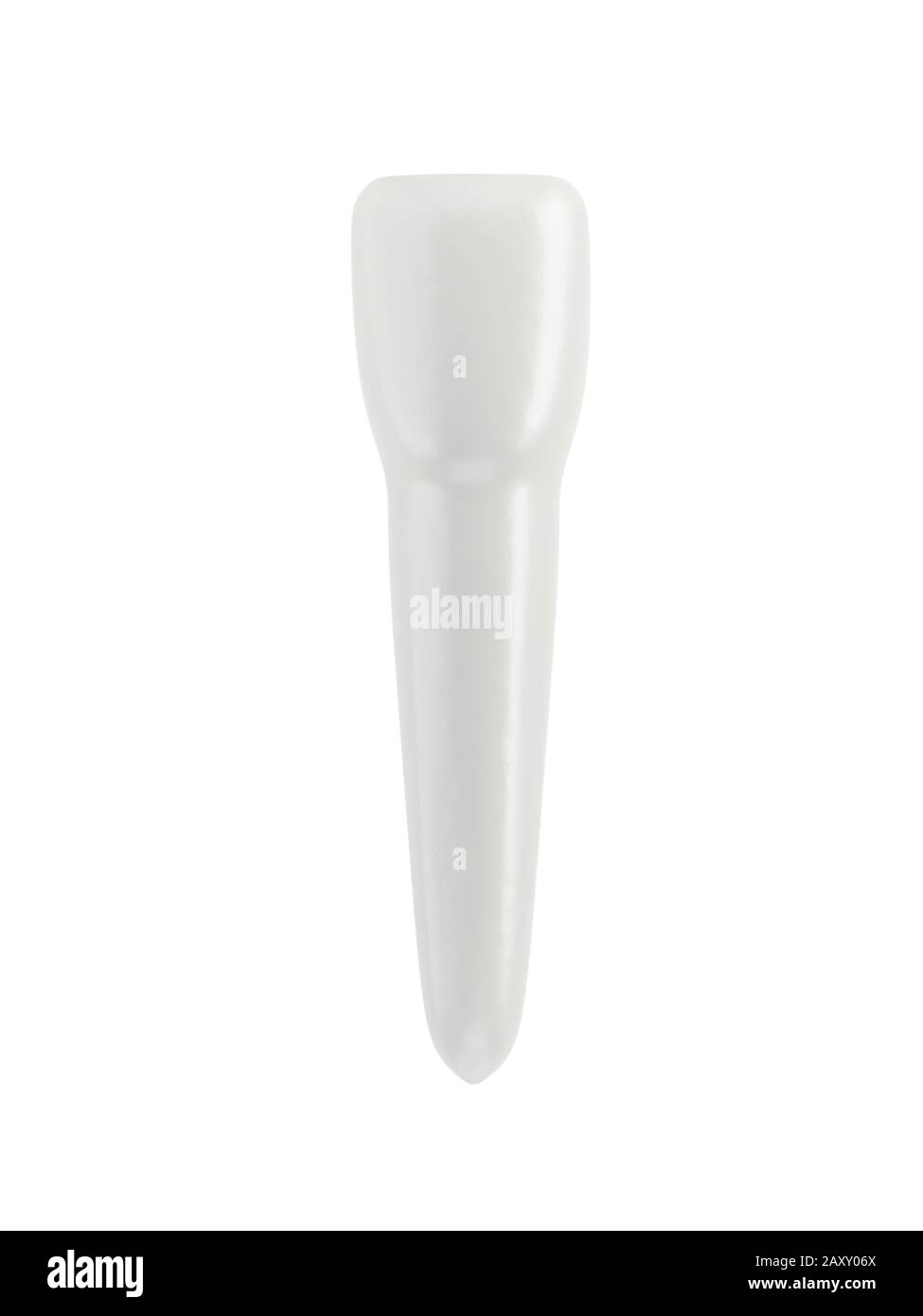 Gebiss anatomie -Fotos und -Bildmaterial in hoher Auflösung – Alamy