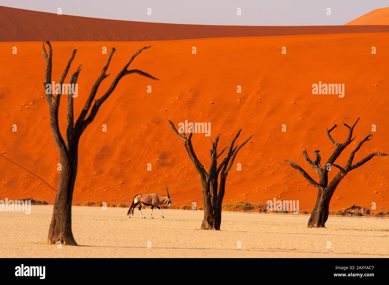 Gemsbok oder Orix-Anthelope in der Nähe der roten Dünen im Sossusvlei ...
