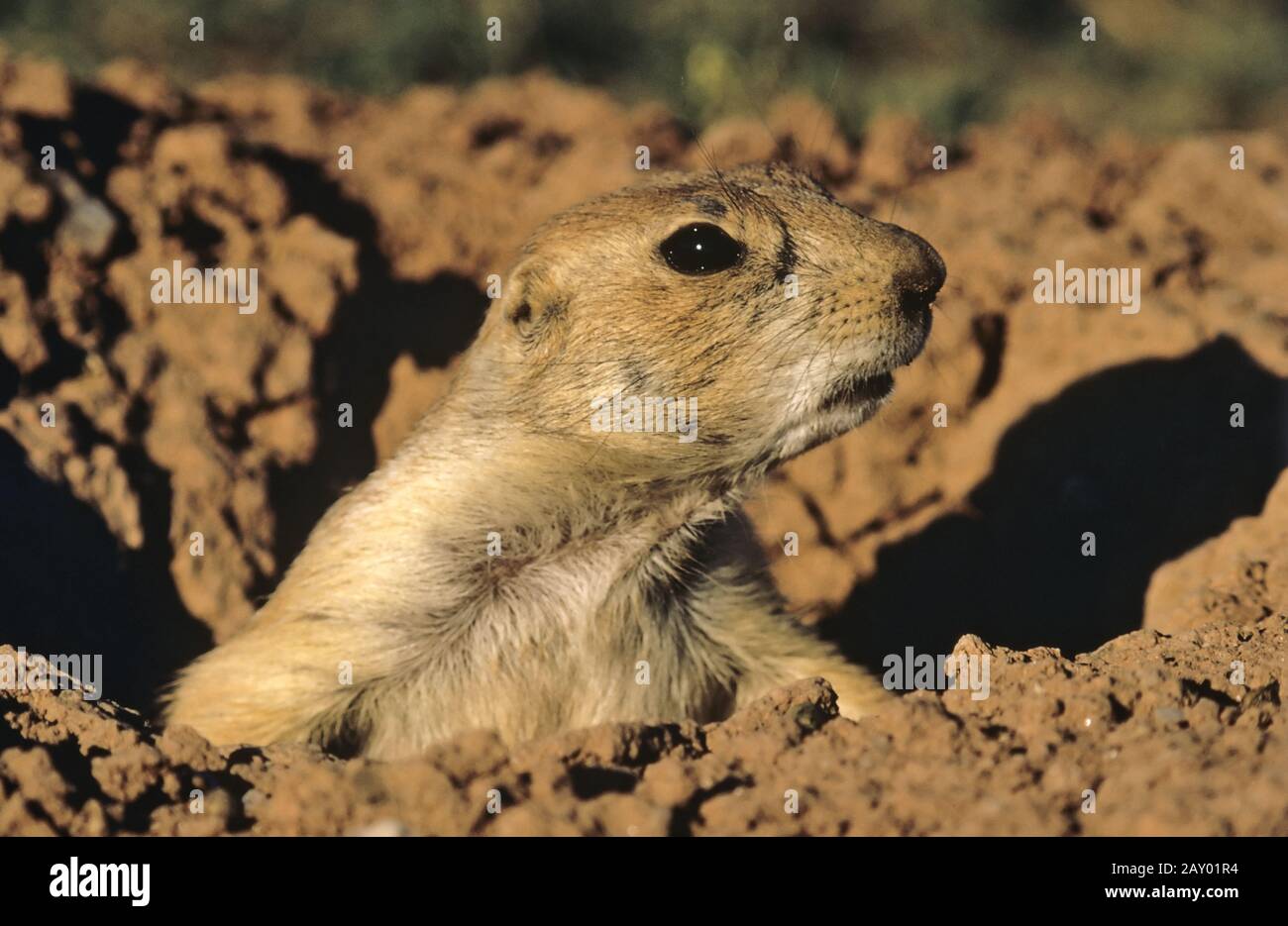 Chiens de prärie -Fotos und -Bildmaterial in hoher Auflösung – Alamy