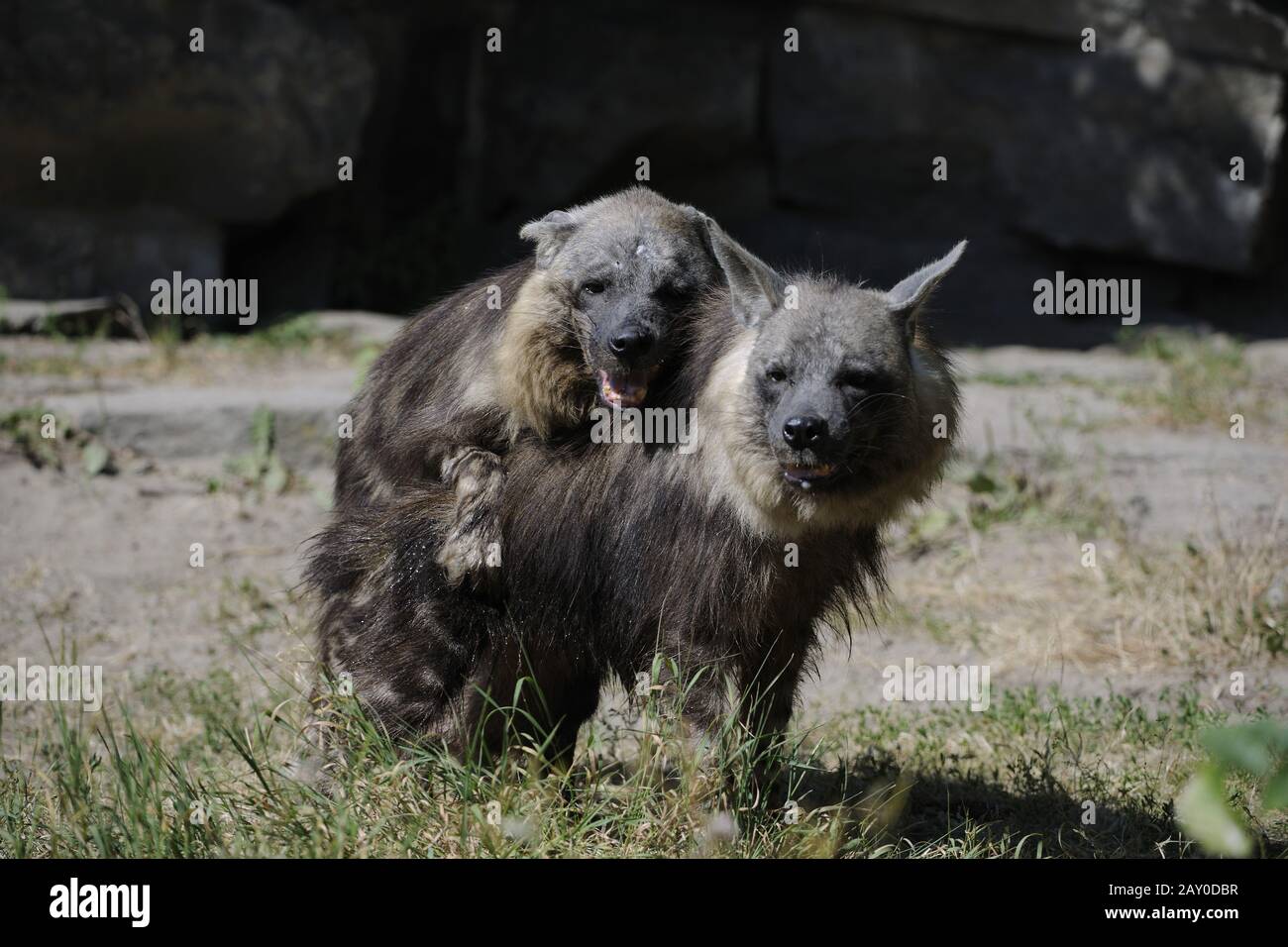 Paarung der braunen Hyäne, Parahyena brunnea, Hyena brunnea, auch ...