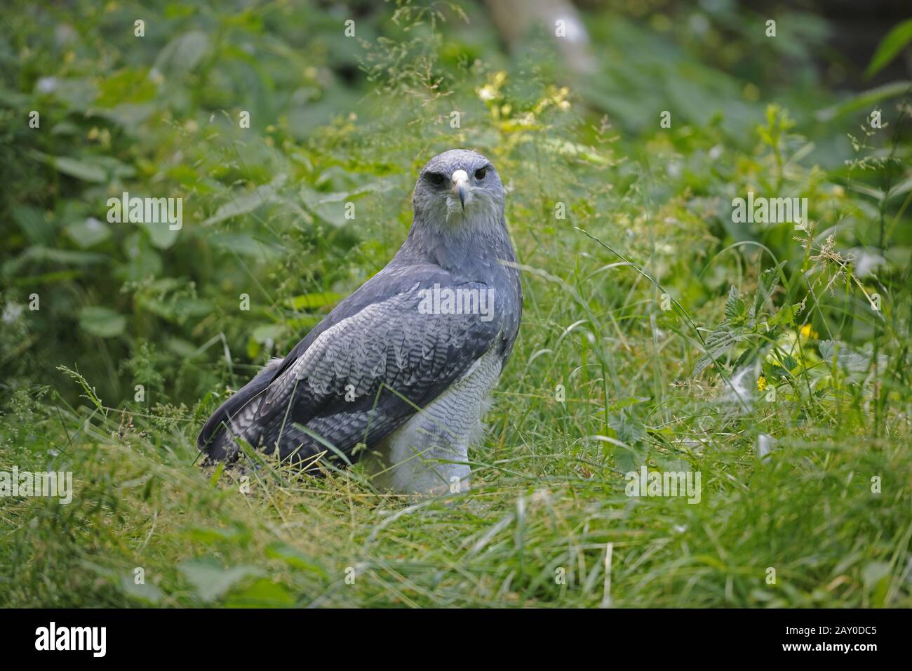 Aguja blauer adler -Fotos und -Bildmaterial in hoher Auflösung – Alamy