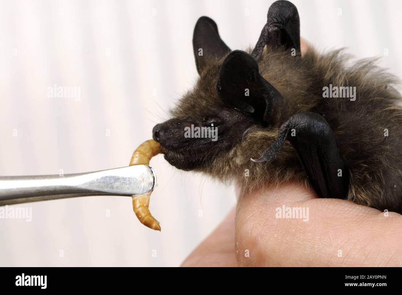 Fledermaus beim fressen -Fotos und -Bildmaterial in hoher Auflösung – Alamy