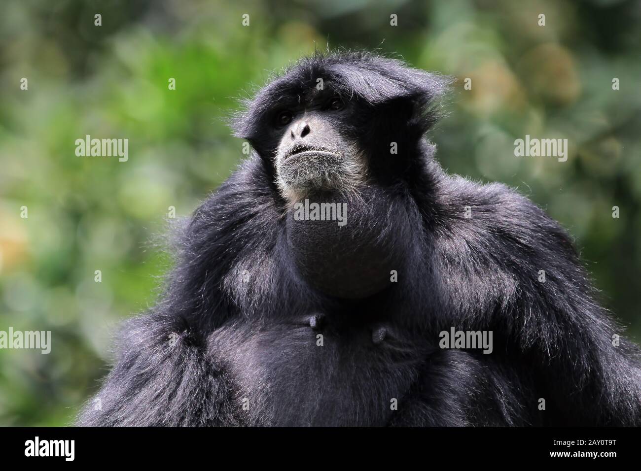 One ape -Fotos und -Bildmaterial in hoher Auflösung – Alamy
