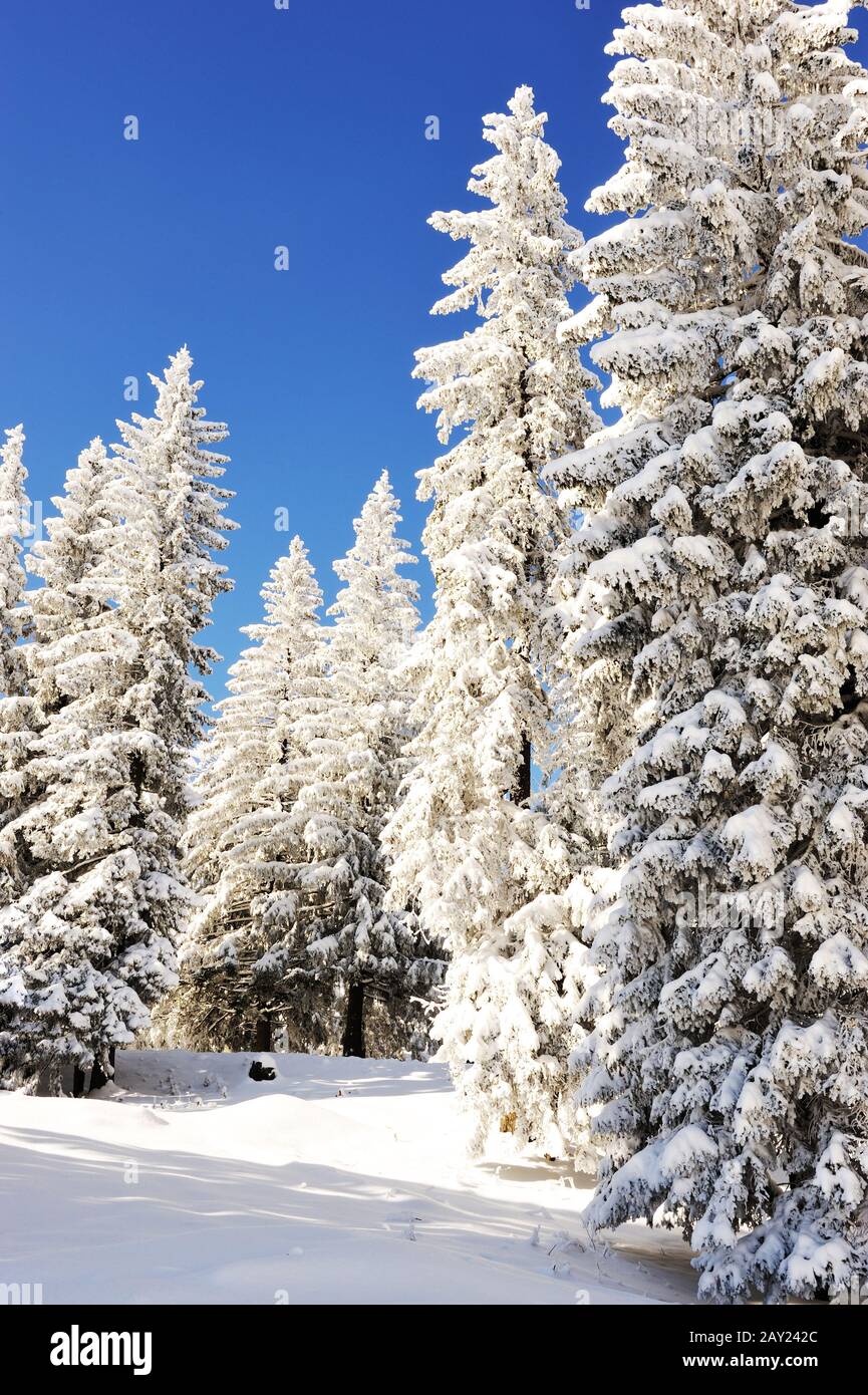 Tannen Im Schnee Stockfotos und -bilder Kaufen - Alamy