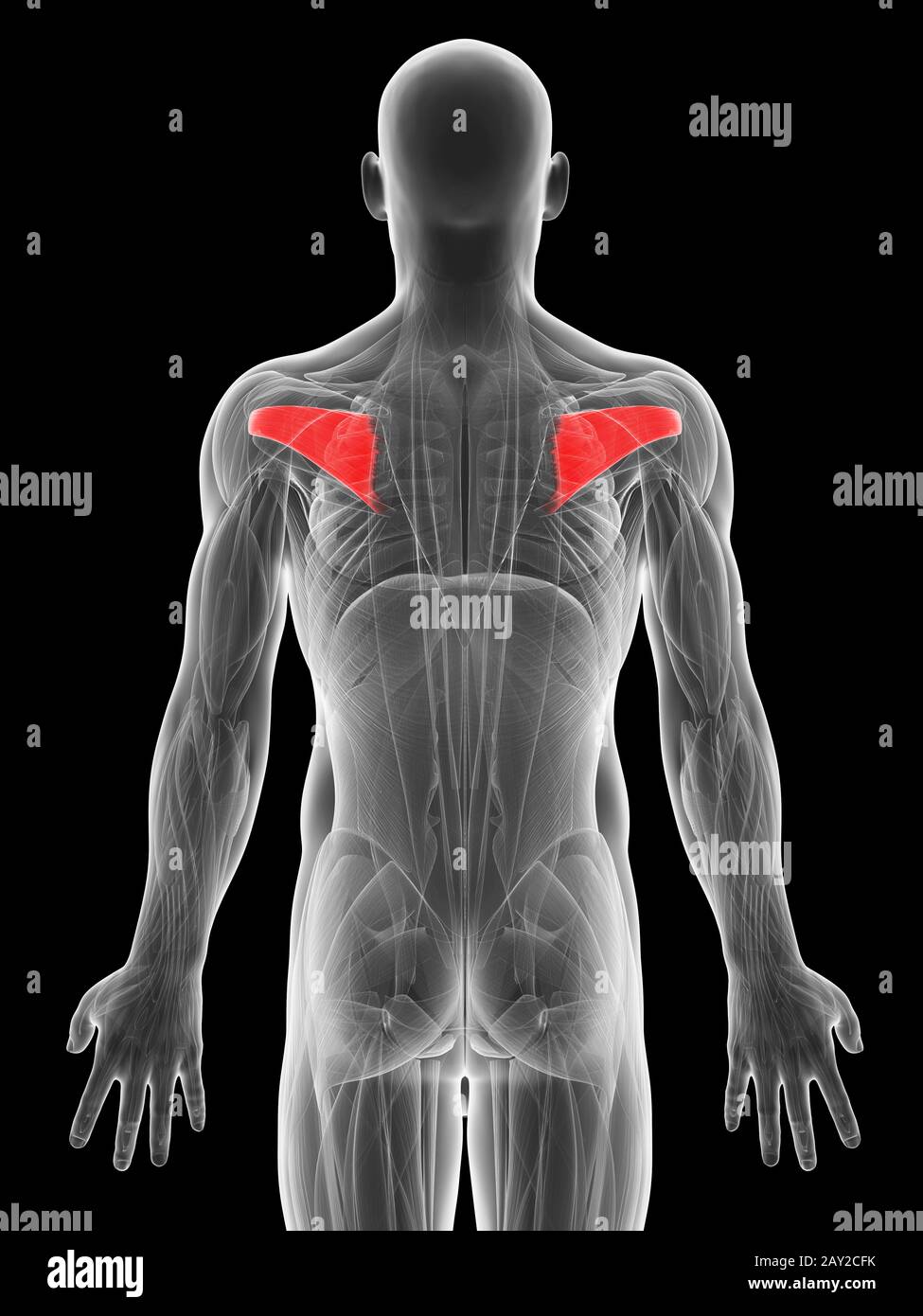 Musculus infraspinatus -Fotos und -Bildmaterial in hoher Auflösung – Alamy