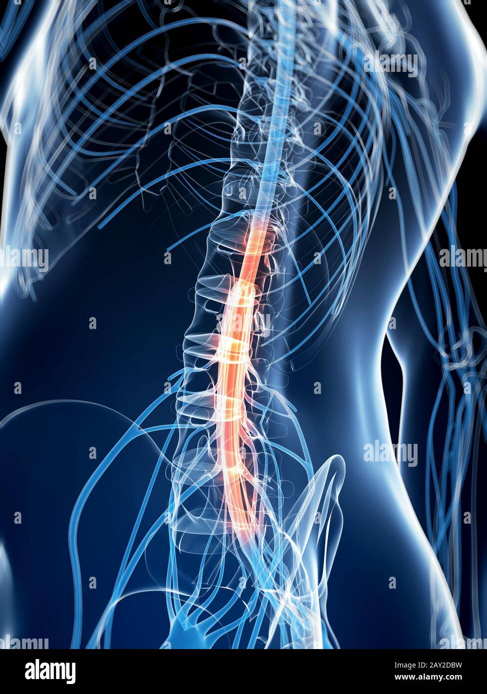 Anatomie des rückenmarks -Fotos und -Bildmaterial in hoher Auflösung ...