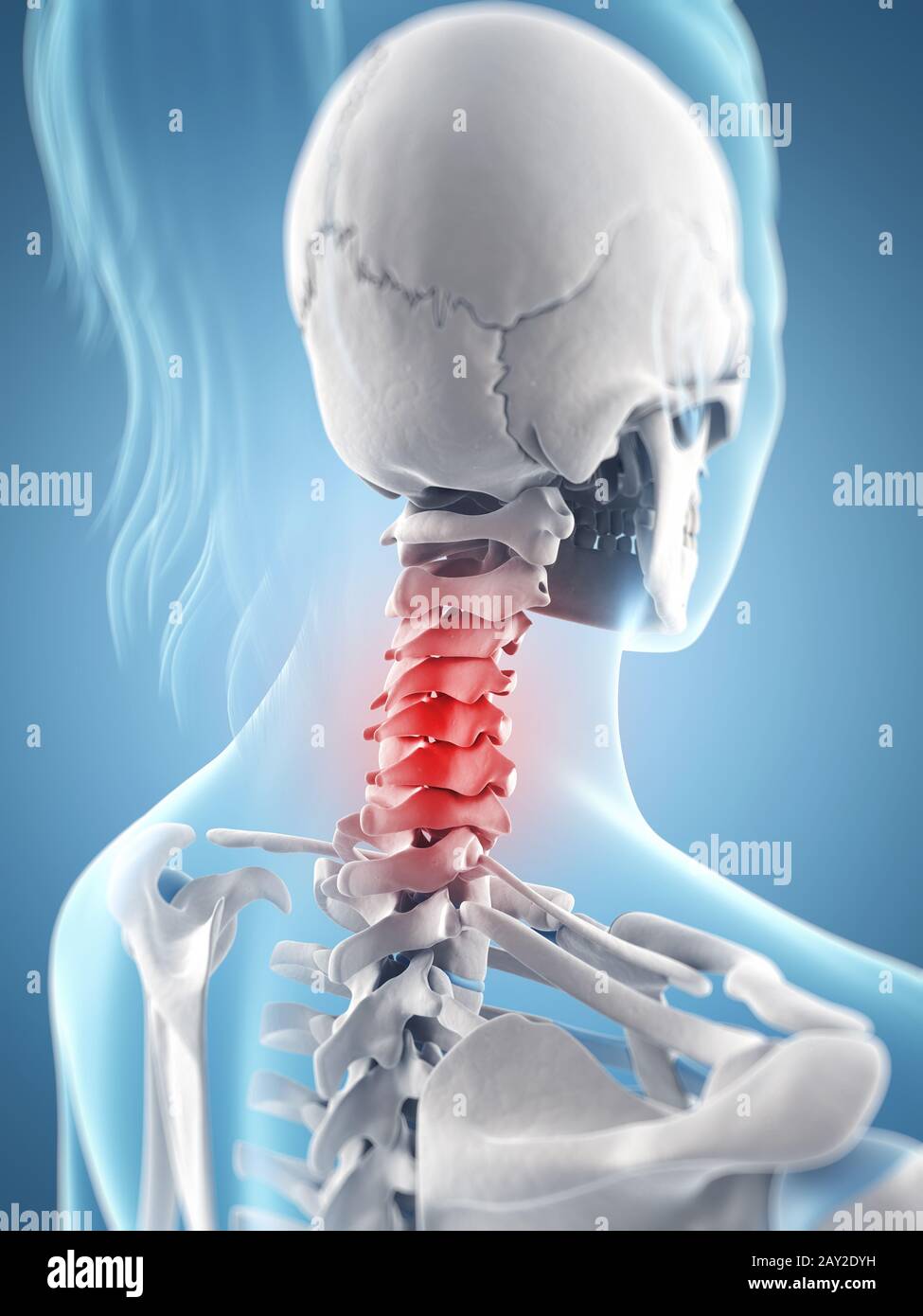 Anatomischer hals -Fotos und -Bildmaterial in hoher Auflösung – Alamy