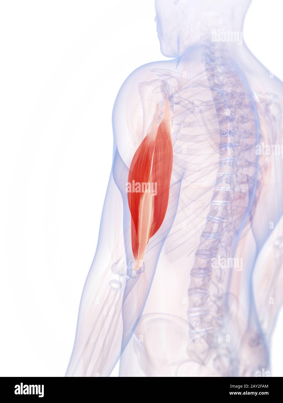 Trizeps anatomie -Fotos und -Bildmaterial in hoher Auflösung – Alamy