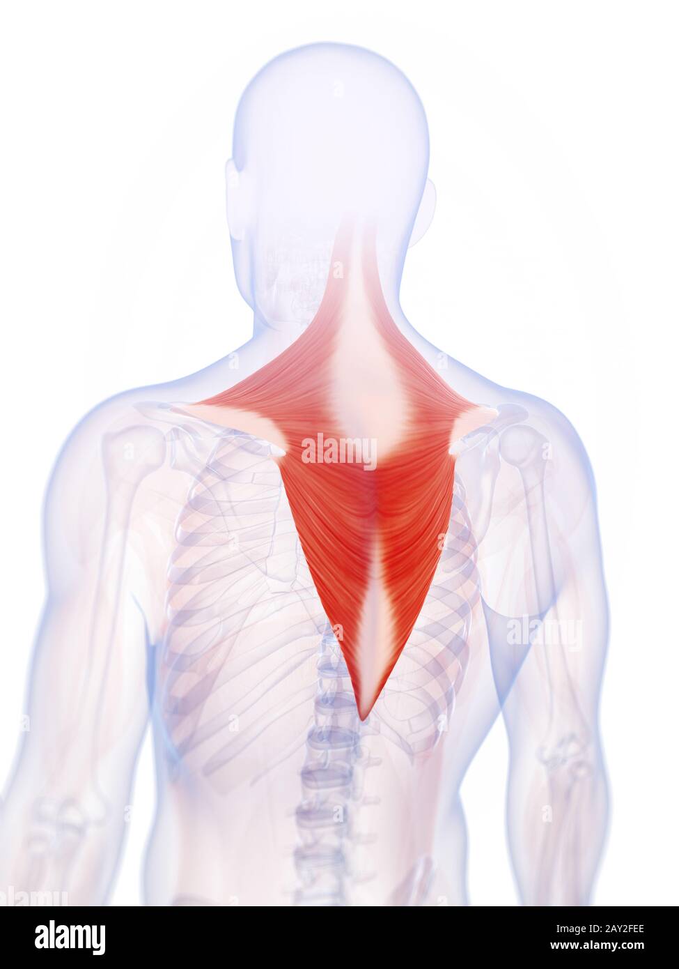 Illustration trapezius muscle -Fotos und -Bildmaterial in hoher ...
