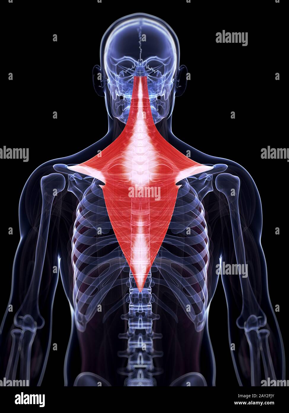 Illustration trapezius muscle -Fotos und -Bildmaterial in hoher ...