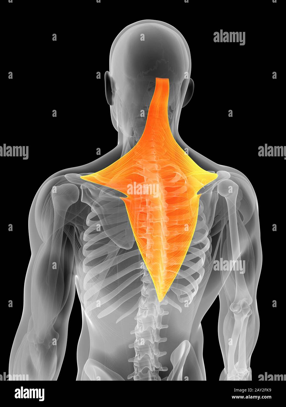 3D gerenderten Illustration - Trapezius Muskel Stockfotografie - Alamy
