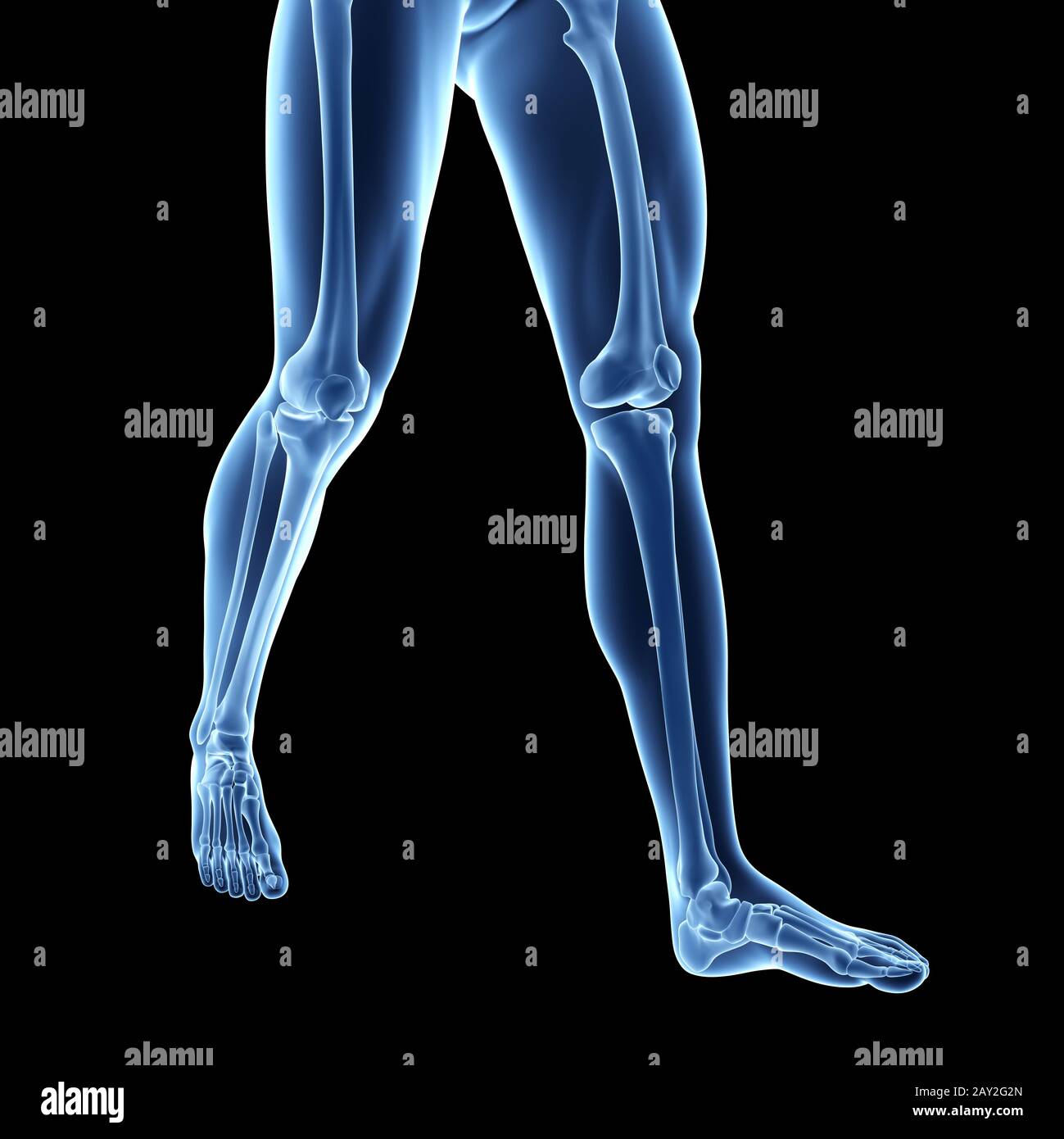 Bones of the leg -Fotos und -Bildmaterial in hoher Auflösung – Alamy