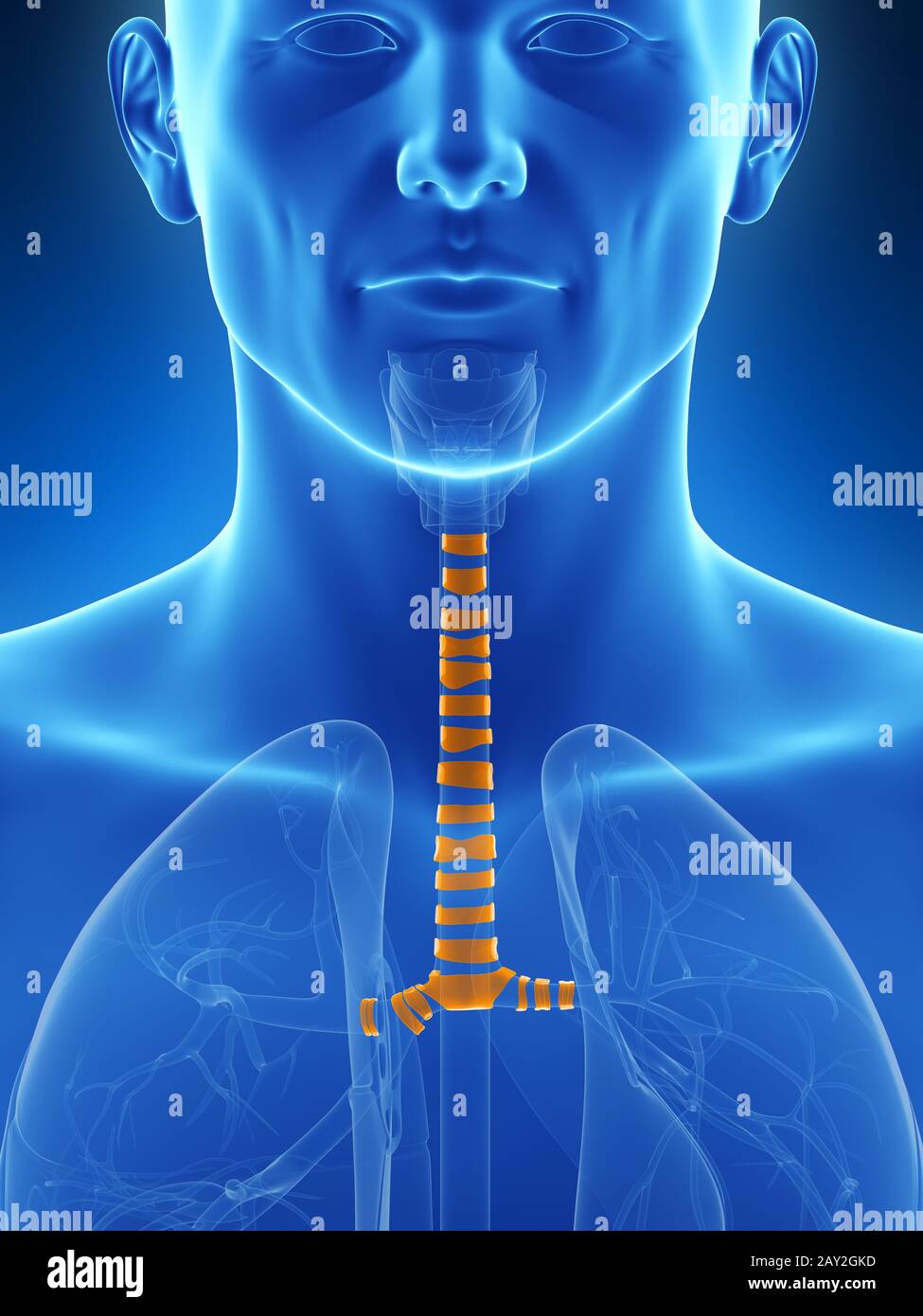 Tracheal rings -Fotos und -Bildmaterial in hoher Auflösung – Alamy