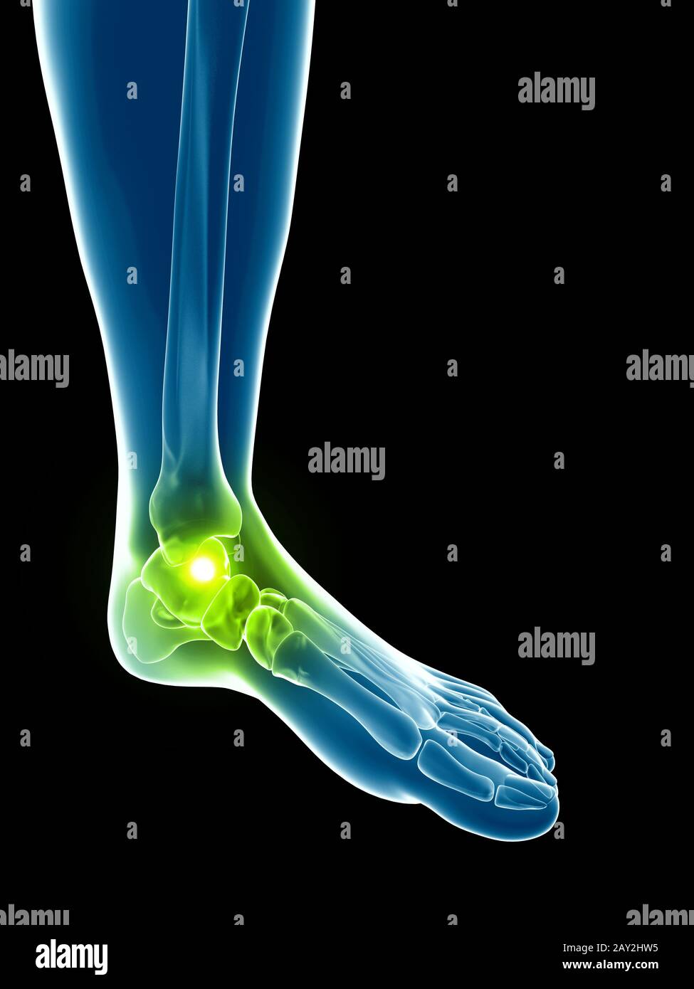 Fuss skelett -Fotos und -Bildmaterial in hoher Auflösung – Alamy