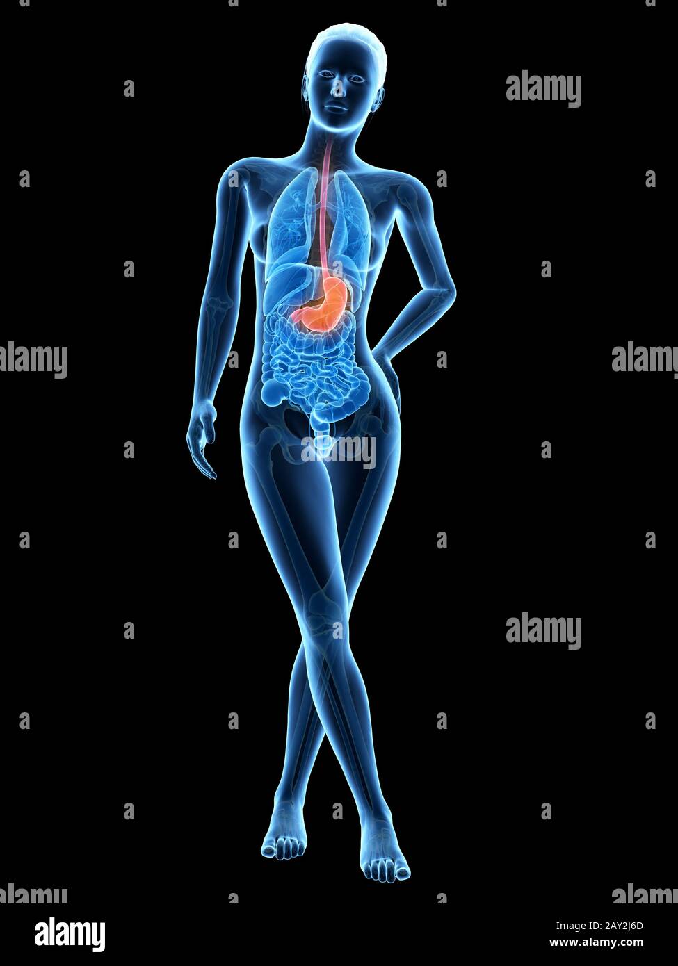Weibliche magenanatomie -Fotos und -Bildmaterial in hoher Auflösung – Alamy