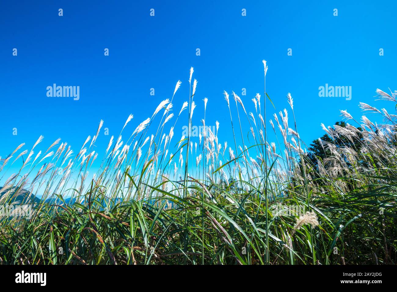 Soni plateau -Fotos und -Bildmaterial in hoher Auflösung – Alamy