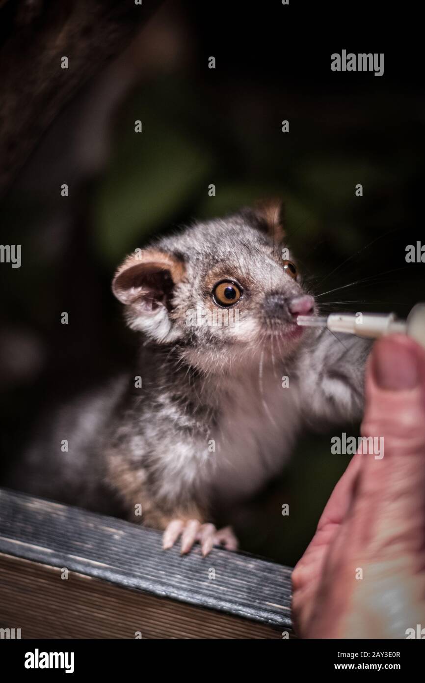 Ring tail -Fotos und -Bildmaterial in hoher Auflösung – Alamy