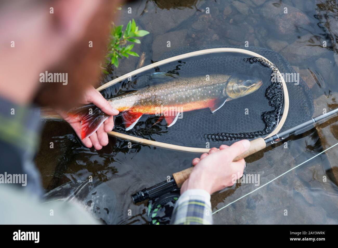 Wasserfisch mit netz -Fotos und -Bildmaterial in hoher Auflösung – Alamy