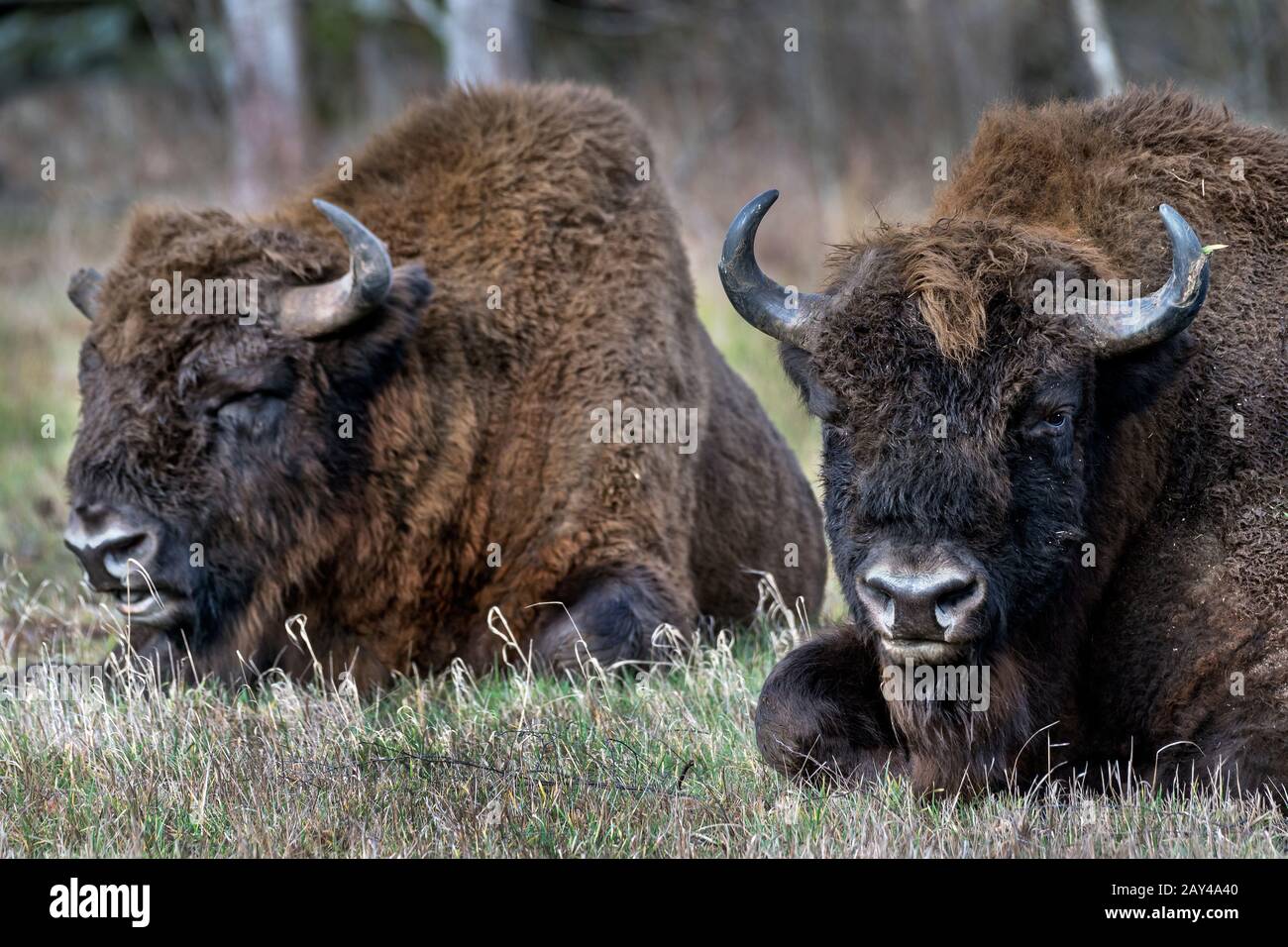 Wisente bison bonasus -Fotos und -Bildmaterial in hoher Auflösung – Alamy
