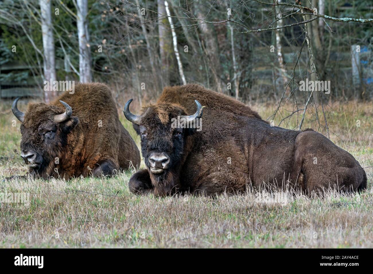 Wisente bison bonasus -Fotos und -Bildmaterial in hoher Auflösung – Alamy